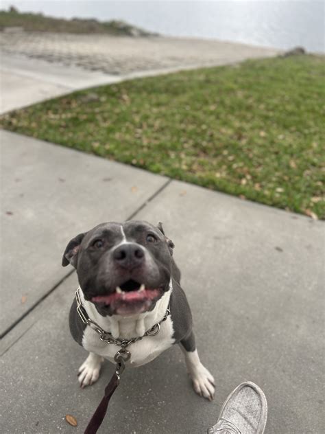 Scooby The Pitbull Official Portfolio