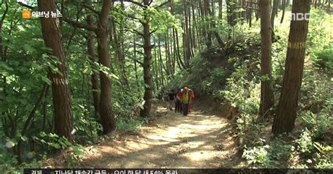 [즐거운 먹고 보고] 하늘과 맞닿은 울진 금강소나무 숲길