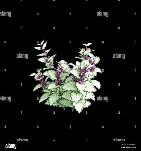 3d Illustration Of Lamium Maculatum Bush Isolated On Black Background