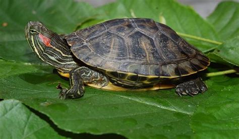 Pond Slider Alchetron The Free Social Encyclopedia
