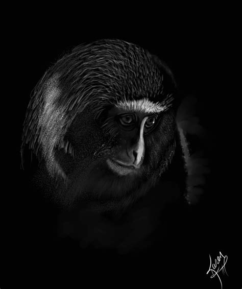 Hamlyns Monkey On Behance
