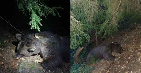 რაჭაში ნაპოვნი მოკლული დათვის საქმეზე შსს მ გამოძიება დაიწყო ტაბულა