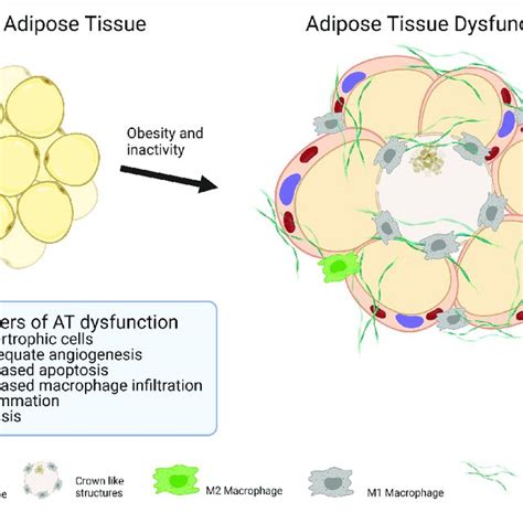 Makers Of Adipose Tissue Dysfunction Download Scientific Diagram