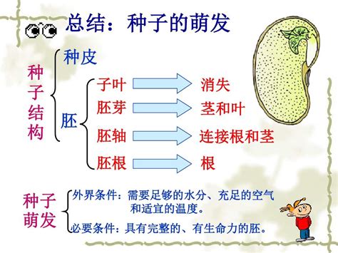 5 1节植物种子的萌发word文档在线阅读与下载无忧文档