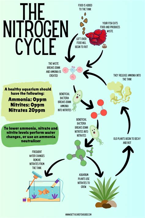 Rhizobium Bacteria In Nitrogen Cycle
