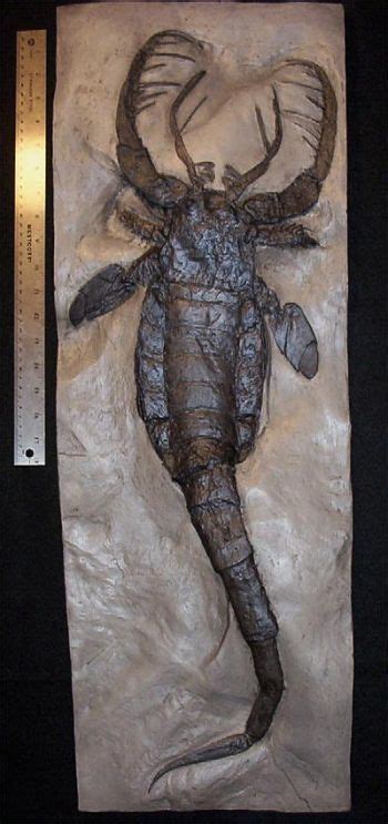 Back In The Labyrinth Weird Wonder Wednesday Eurypterids