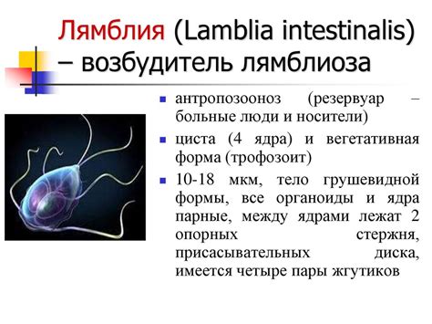 Медицинская паразитология Экологические связи в подцарстве «Простейшие презентация онлайн