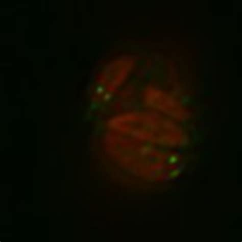 Toxoplasma Gondii Rh Polar Ring Of Apical Complex Cil10503 Doccheck