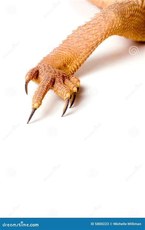 Sharp Claws Stock Image Image Of Animal Vertebrate Reptile 5800223