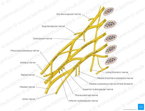 Diagram Pictures Brachial Plexus Anatomy Kenhub