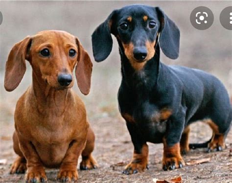 Jamniki Dogs Animals