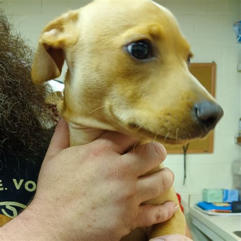 Adopt Ferb Today Find Paw Pal