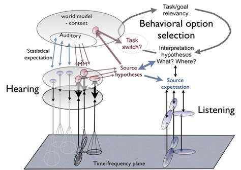 Functional Model Of The Orienting Hearing Left And The Directed