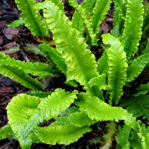 Asplenium Scolopendrium Marginatum Group Information Pictures