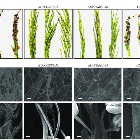 Integrative Analysis Of Rna Seq And Chip Seq Data A Heatmap And B