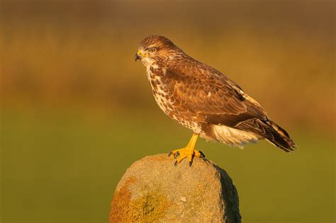 Common Buzzard Francis J Taylor Photography