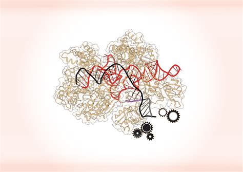 The Perfect Cut A Crispr Tale Where Precision Meets Power Research