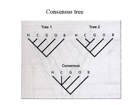 Chapter 5 Phylogeny Inference Based On Distance Methods