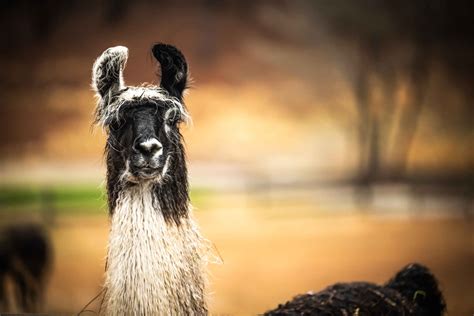 100 Llama Wallpapers