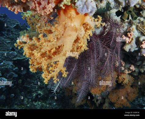 Yellow Tree Coral Dendronephthya Glows In Bright Colours Under Water