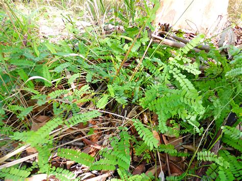 Gidgee Gidgee Bushland Conservation Management