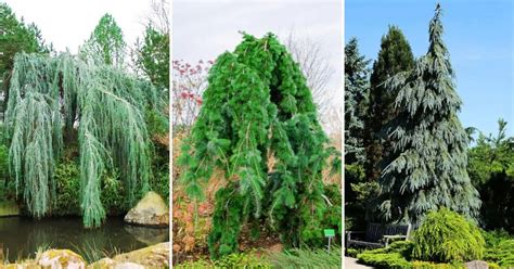 9 Evergreen Trees To Grow In Texas For Green Year Round