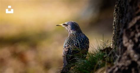 나뭇 가지에 새가 앉아있다 사진 Unsplash의 무료 러시아 이미지