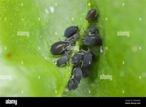 Bean Aphid Or Black Bean Aphids Aphis Fabae A Colony Of Wingless Individuals On A Spinach Leaf