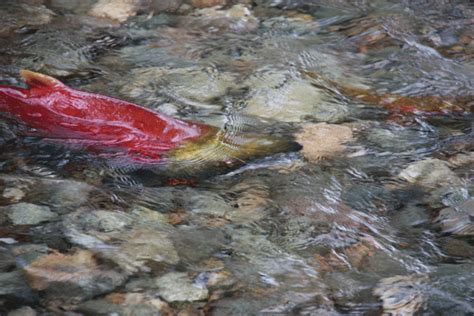 Mature Male Sockeye Salmon On Spawning Ground The Pronounced Hump On Download Scientific