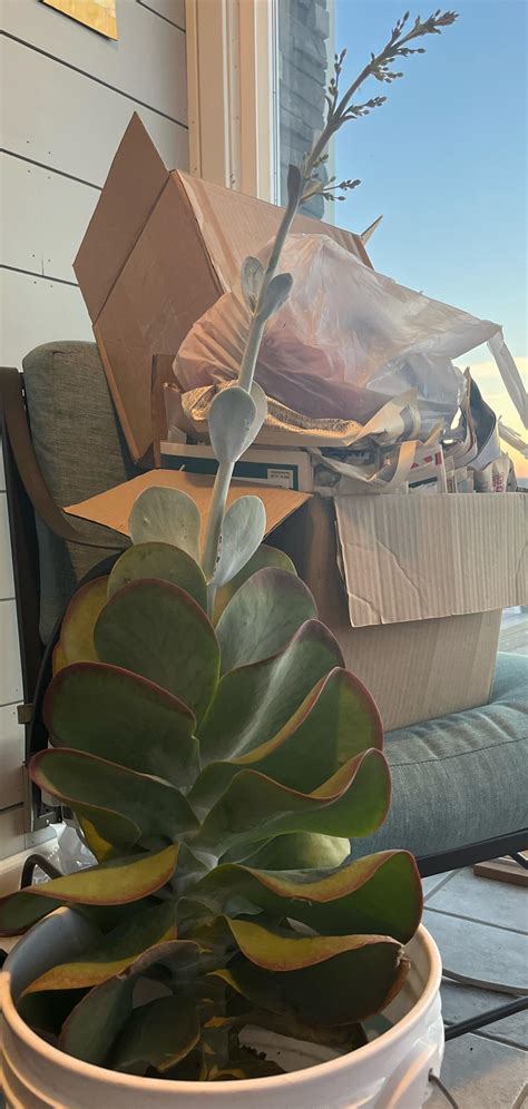 Stemmy Succulent Rplantclinic