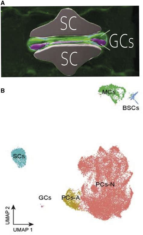 Figure Snrna Seq Approach For The Characterization Of Grass Stomatal