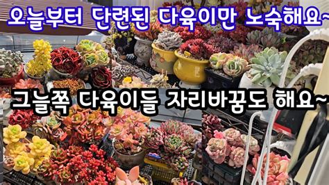 베란다 다육이 일부 밖으로 봄 노숙하러 나가요~🌸지난해하고 같은날짜~ㅋ♻️안쪽 다육이도 햇빛쪽으로 자리바꿈 해요💗 Youtube