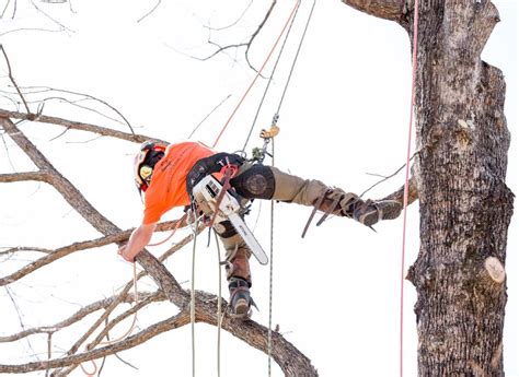 Gallery Epperson Tree