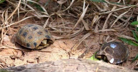 អបអរសាទរ ទិវាអណ្តើកពិភពលោក ក្រសួងព័ត៌មាន