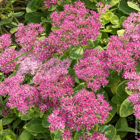Sedum Spectabile Brilliant Sédum Dautomne Ou Orpin Dautomne Rose