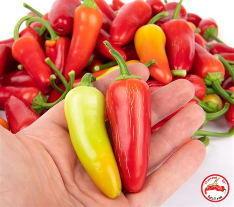 Jalapeno White Fatalii Seeds