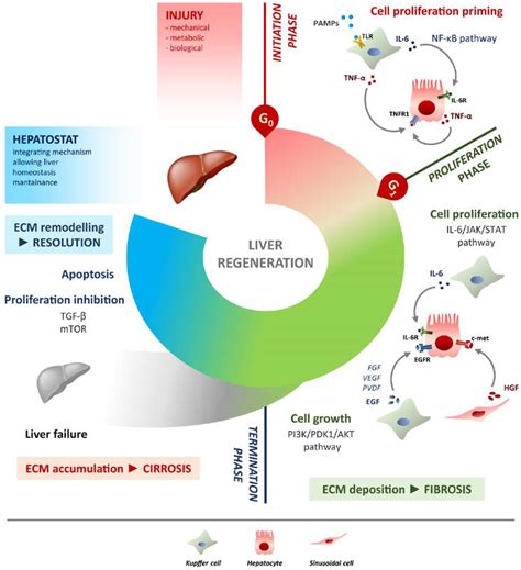 Liver Organ Regeneration