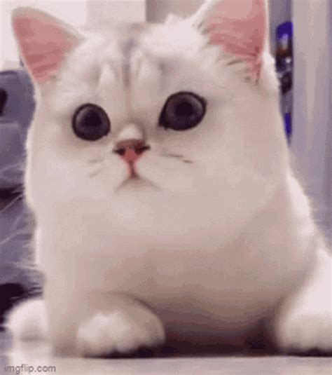 Cat Smile Cat  Cat Smile Cat Smile Descoperă și Distribuie  Uri