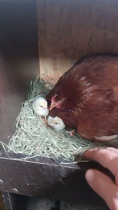 Курица стала мамой Youtube