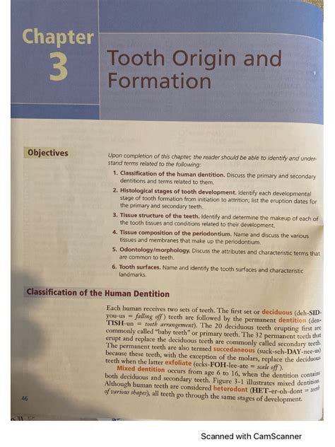 Tooth Origin And Formation Pdf
