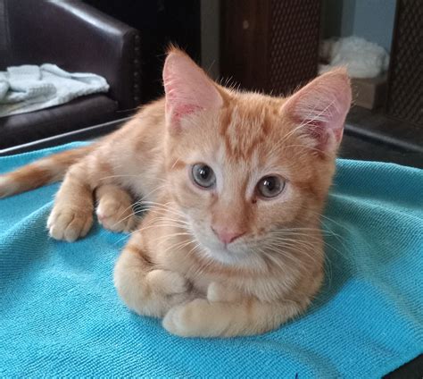 Big Hands Rpolydactyl