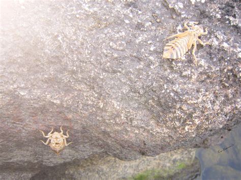 Dragonfly Nymph Shell D7647 By Eizi H On Deviantart