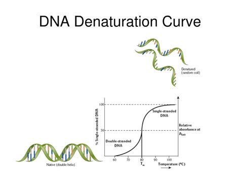 Ppt Chapter 2 The Structure Of Dna Powerpoint Presentation Free
