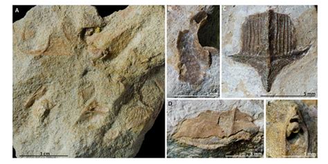 Photos First Sex Revealed In Fossilized Square Dancing Fish Live Science