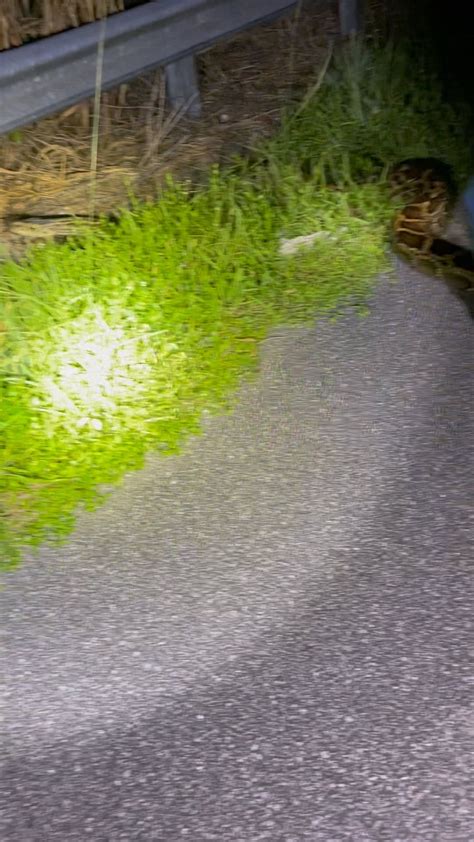 Glades Boys Python Adventures New World Record Burmese Python Big Thanks To