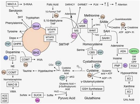 Methylation Methylation Pathway Mthfr Genotypes And Mthfolate Mthfr