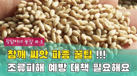 참깨 씨앗 파종 꿀팁 조류피해 예방 대책 필요해요 Youtube