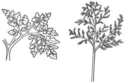 PlantNET FloraOnline