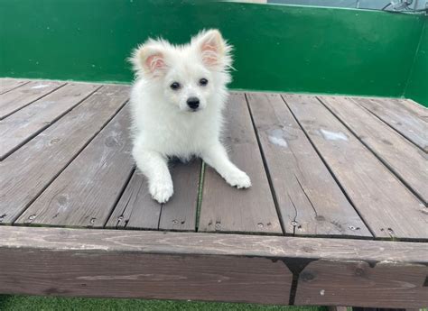 폼피츠지수 강아지책임무료분양 컴투펫위탁보호센터 강아지무료분양 고양이무료분양 강아지파양 고양이파양