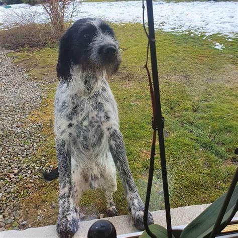 19 English Springer Spaniel Mixes Who Will Steal Your Heart